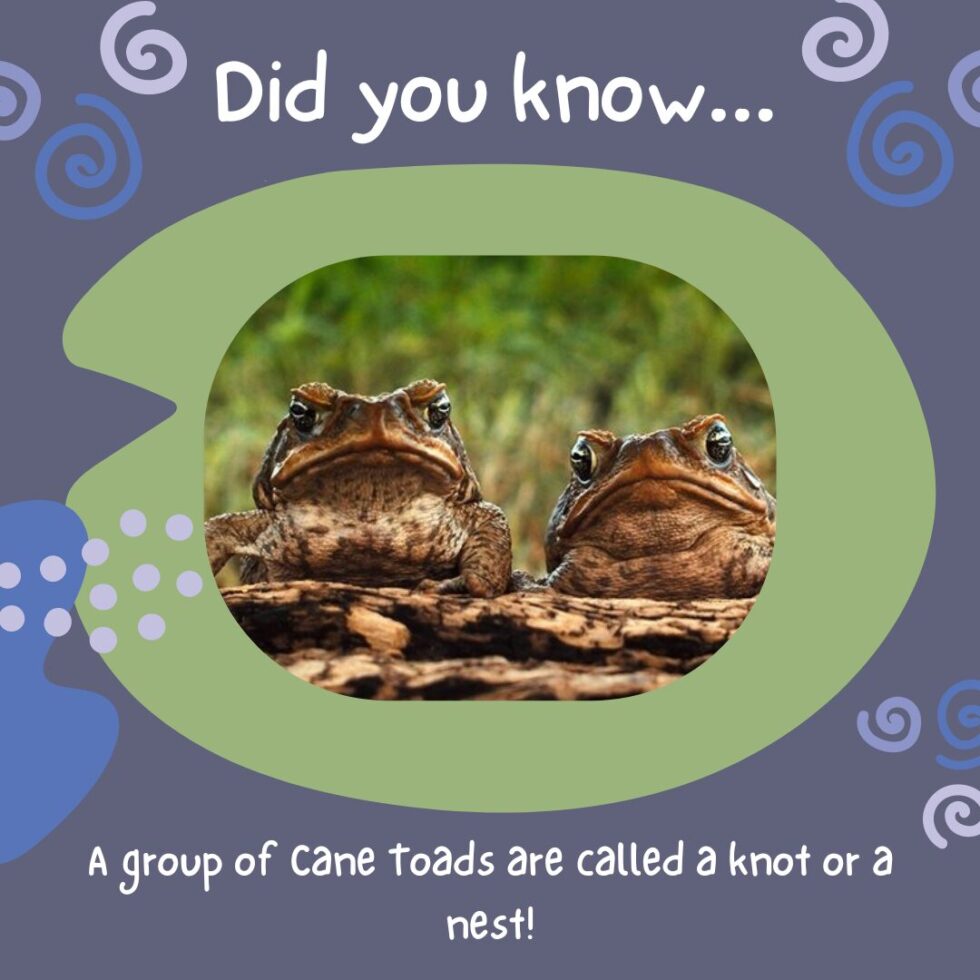 Frogs and toads with Frog and Toad! - DeKalb Public Library