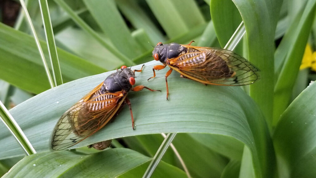 Crazy for Cicadas! - DeKalb Public Library