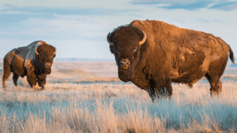 July is National Bison Month - DeKalb Public Library