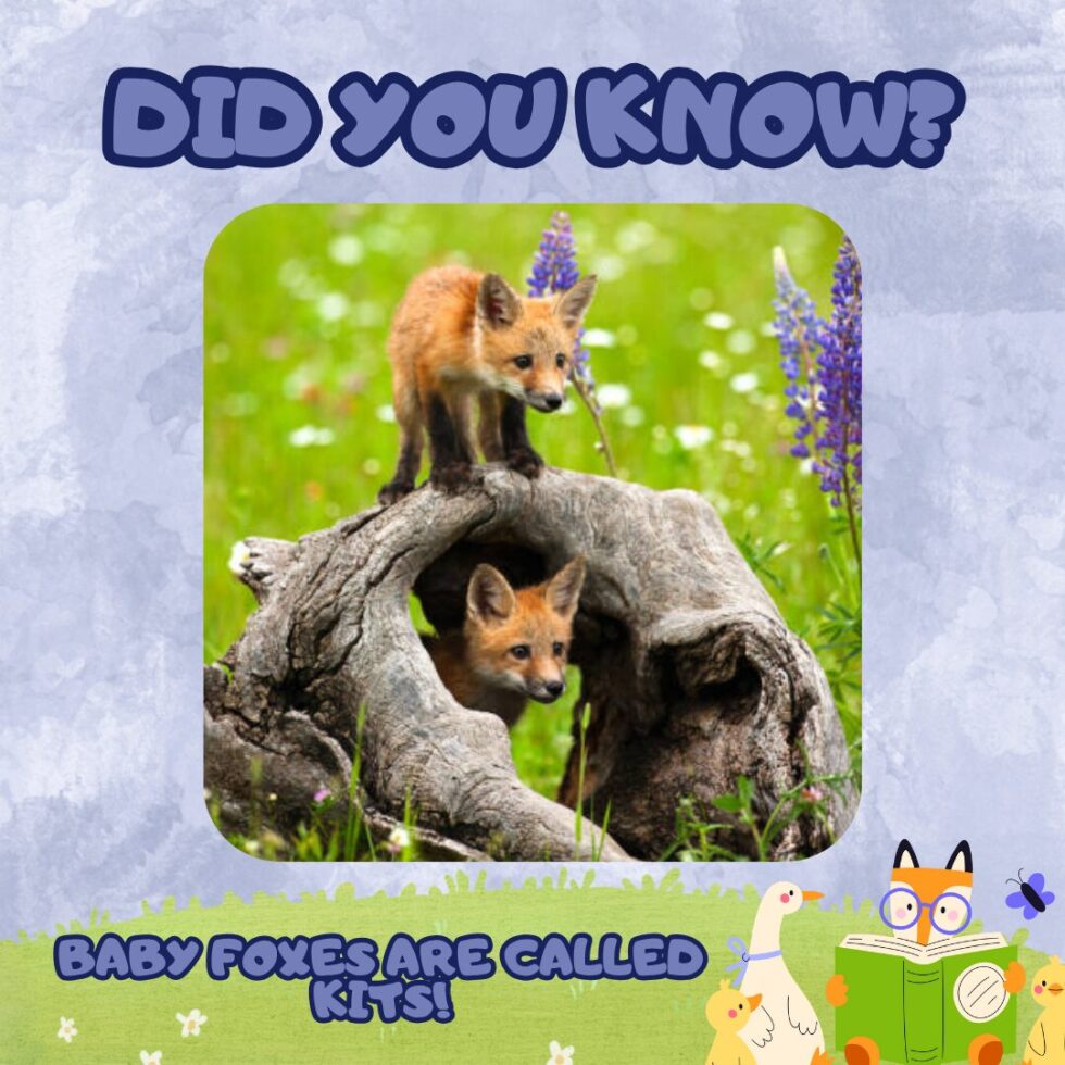 Fun Facts and Famous Foxes - DeKalb Public Library